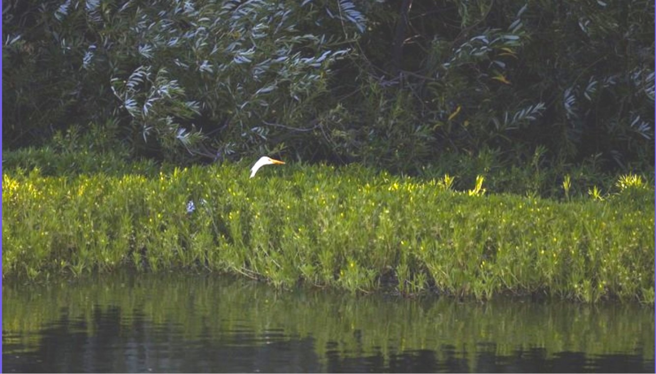 Water rights hearing for Delta Conveyance Project continues: update for ...