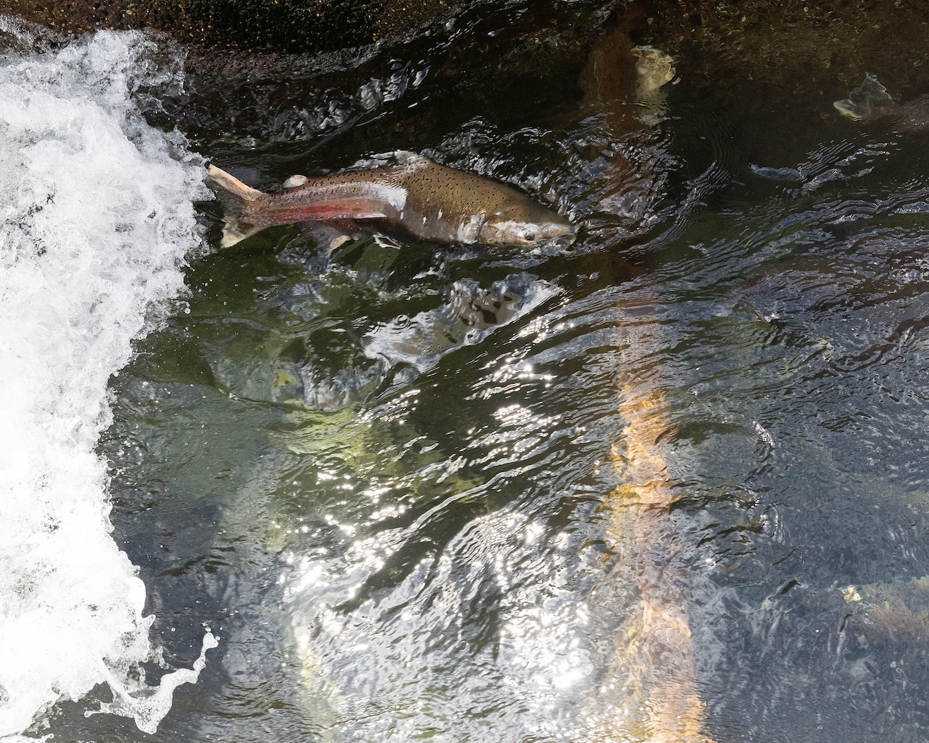 How fish ladders work – and why some do not - Hydropower Reform Coalition